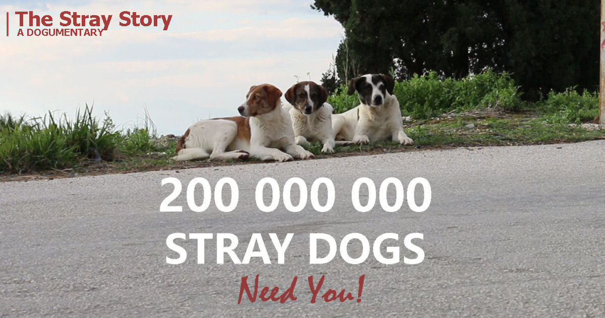 The Stray Story: A dogumentary by CHRISTINA GEORGIOU - Indiegogo