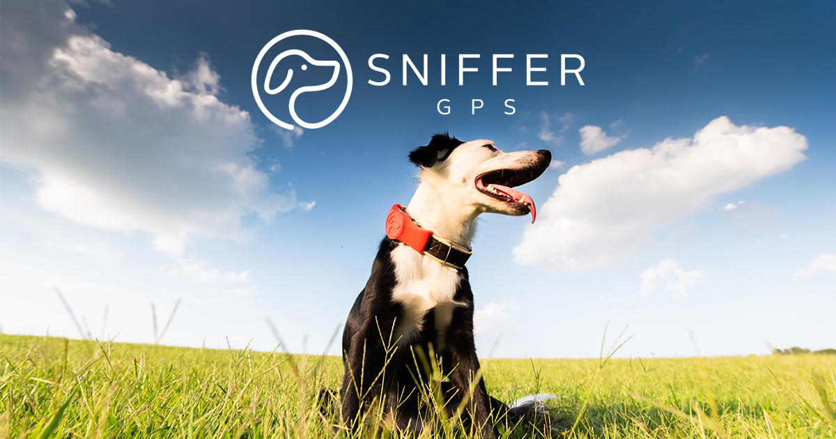 Sniffer GPS - The Ultimate Smart Collar by Reid Kersey - Indiegogo