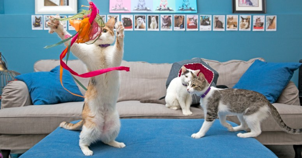 The Windy Kitty Cat Cafe and Lounge! by Jennifer Tiner - Indiegogo