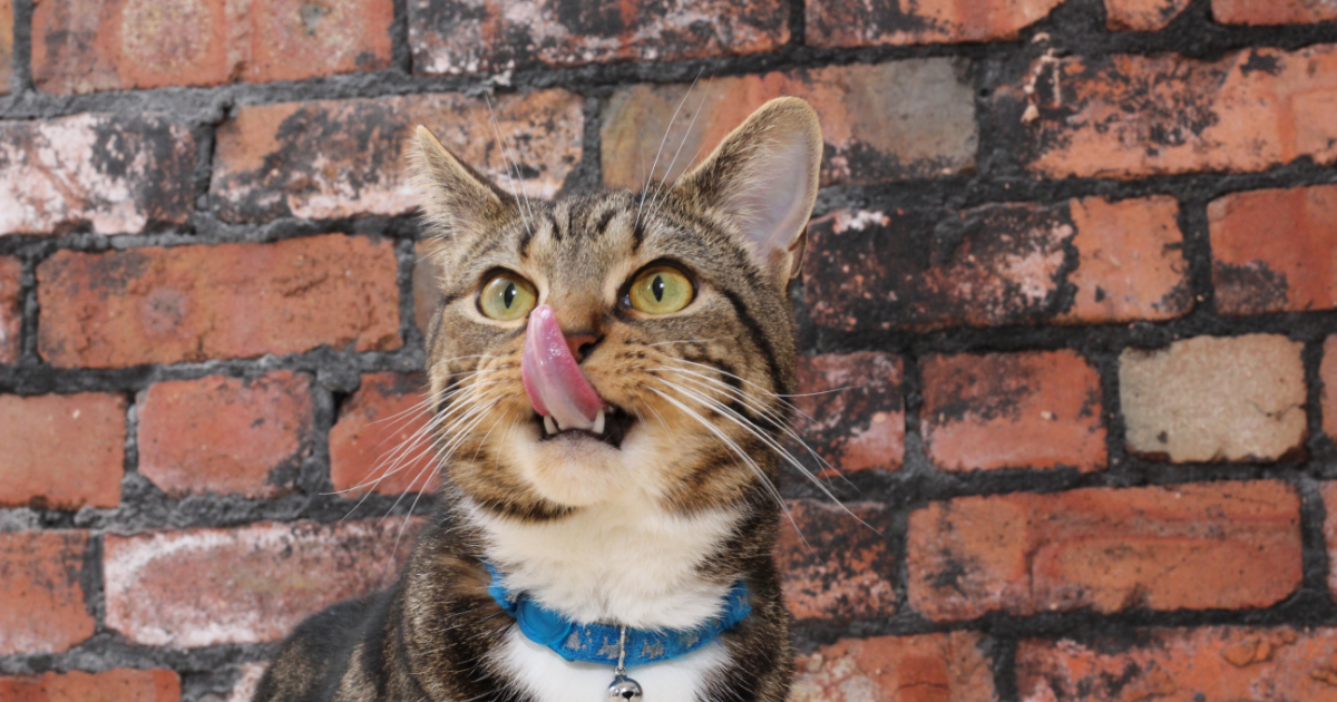 Feline Good - A Cat Café For Cardiff, Wales by Hollie "Mama Kitty ...