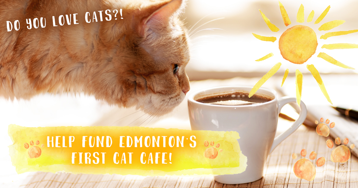 Opening a Cat Cafe in Edmonton! by Chanel Lethbridge - Indiegogo
