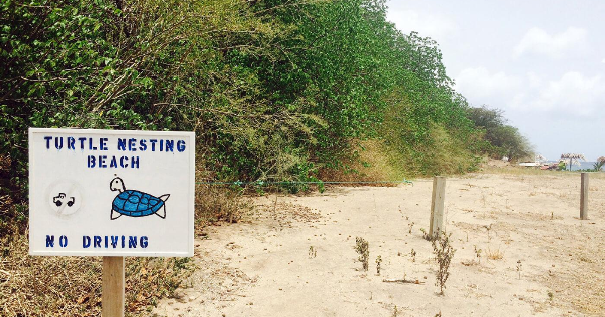 The Launch of Sea Turtle Friendly by Wildlife Friendly Enterprise ...