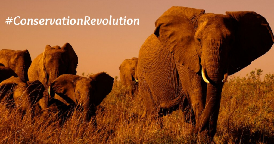 Conservation Revolution to Save Congo Rainforest by Wildlife Works ...