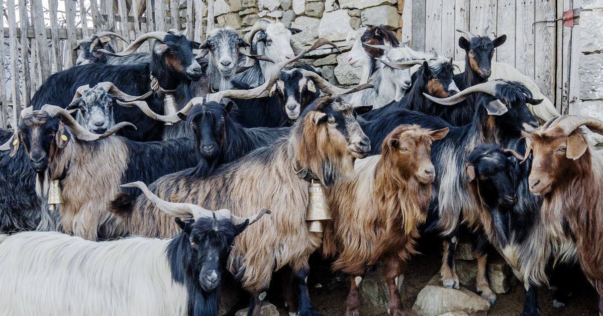 The Golden Goat, farmstay & goat hiking in Albania by Frederik Buyckx ...