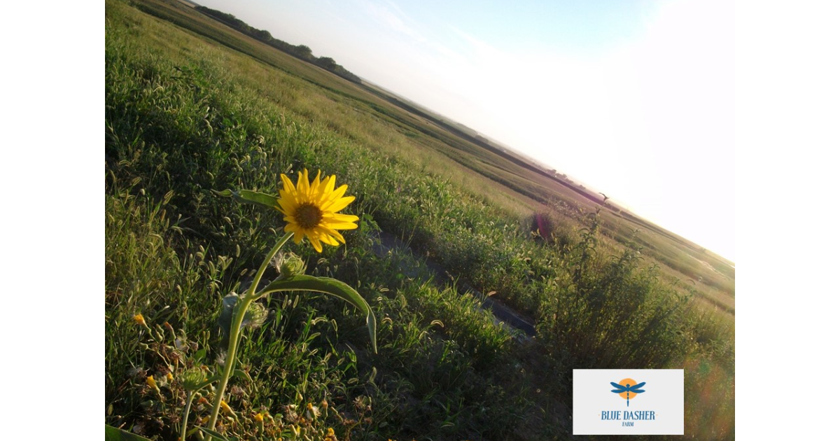 Blue Dasher Farm by Jenna Lundgren - Indiegogo