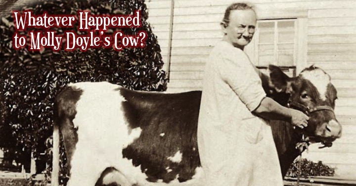 Whatever Happened to Molly Doyle's Cow? by Ava Bounds - Indiegogo