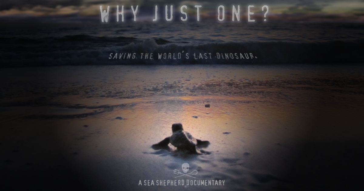 Why Just One? by Sea Shepherd Conservation Society - Indiegogo