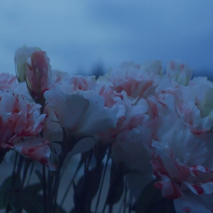Bloodflowers: Short Film by Jacqueline A Heltz - Indiegogo