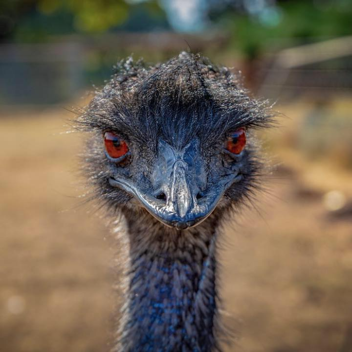 The Great Emu War of 1932 - Short Film by Ethan McDonald - Indiegogo