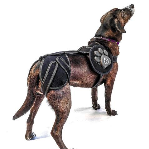 Embrace Relief System -- Dog Pain Relieving Device by Animal Ortho Care ...