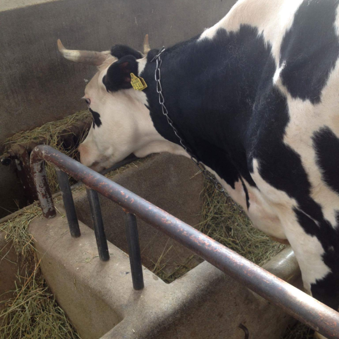 Milly the Rescue Cow - help her come home by Jelena Seric - Indiegogo