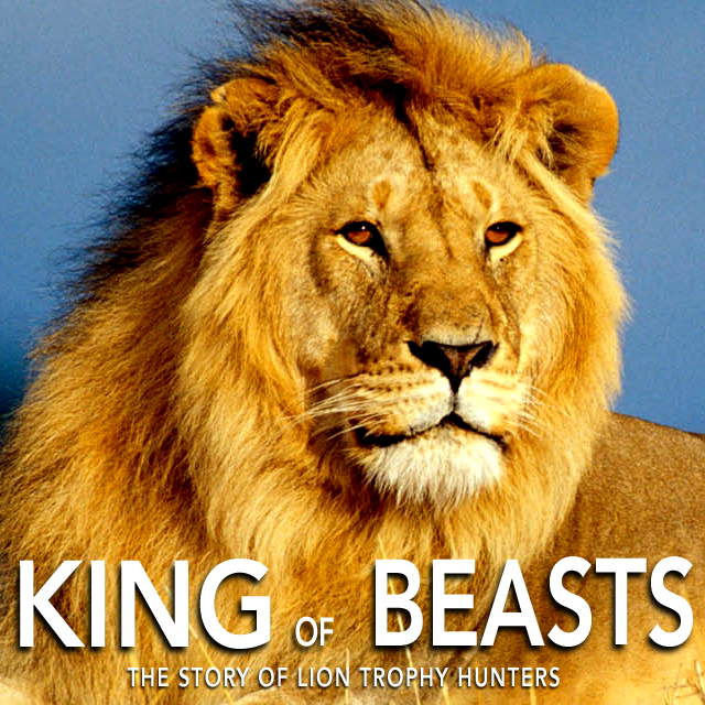KING OF BEASTS: the story of lion trophy hunting by Gabrielle Almagor ...