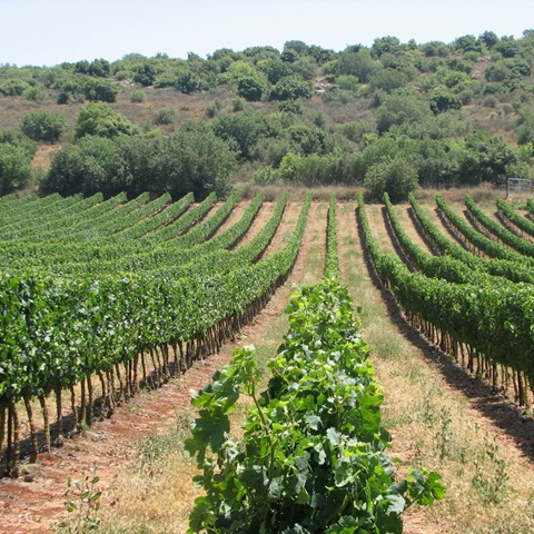 Plant Fruit Trees in Israel!!! by Elad Asulin - Indiegogo