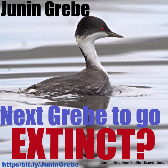 Nest success of Critically Threatened Junin Grebe by Gunnar Engblom ...