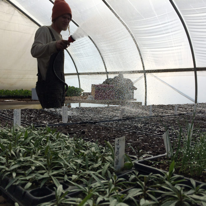medicinal herb farm, sanctuary, and community! by Alexandra Rea - Indiegogo