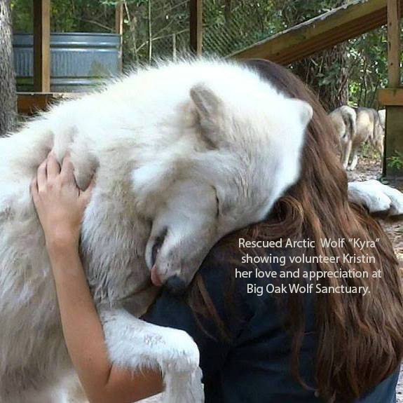 Big Oak Wolf Sanctuary Facility Repair by John and Debra Knight - Indiegogo