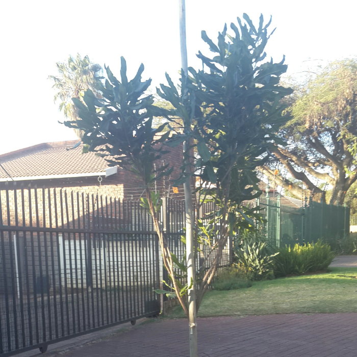 Plant FOOD Trees by Cornelius Mostert - Indiegogo