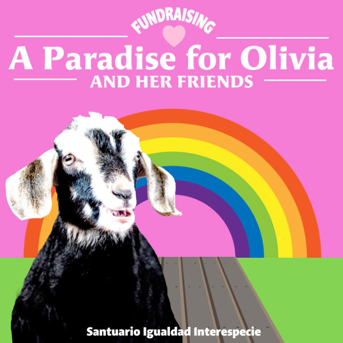 A paradise for Olivia and her friends by Ariel Maluenda Serrano - Indiegogo
