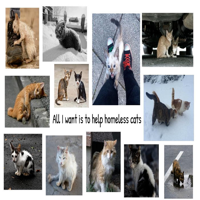 ChapyCat.com - help me help homeless cats by Katia Diakonikolaou ...