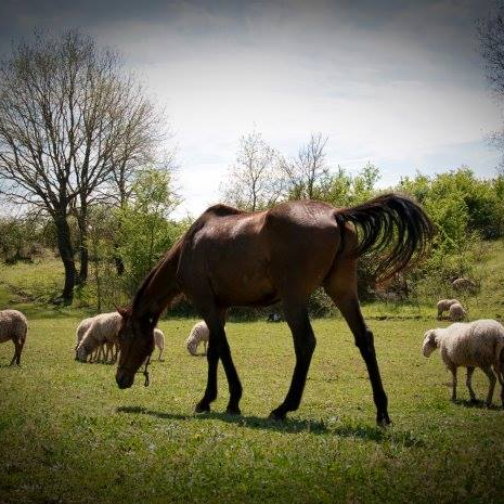 HELP US FENCE THE GREEN PLACE SANCTUARY by The Green Place Sanctuary ...