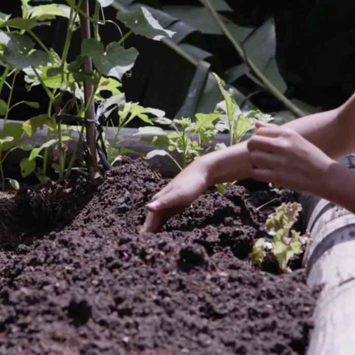 The Innocent Garden by Roger Ramsaur - Indiegogo