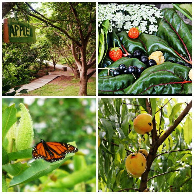 Help us Visit Community Food Forests for our Book! by Catherine ...