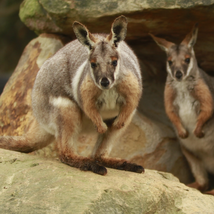 Save the Pouch by Ryan Witt - Indiegogo