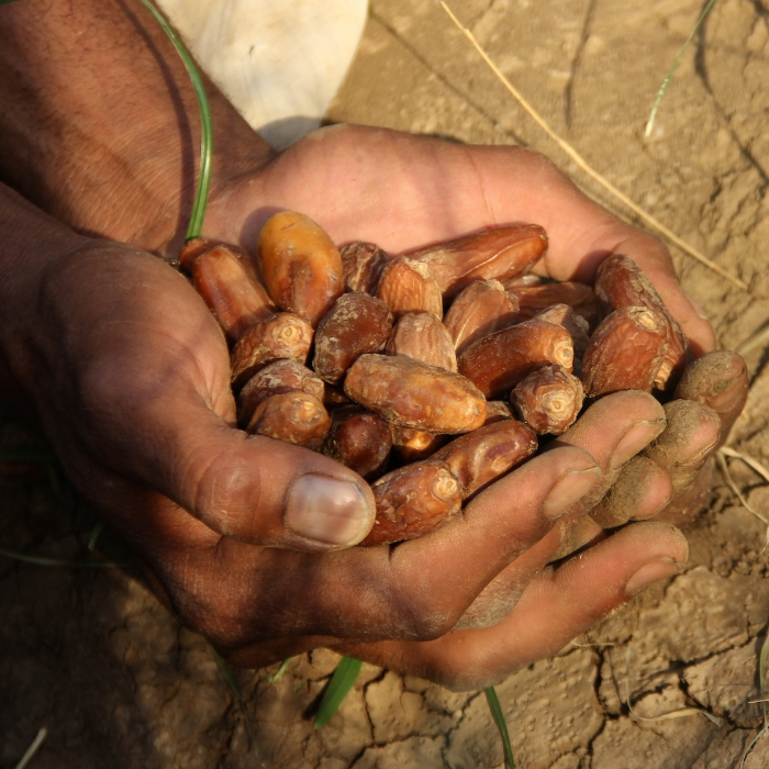 A Handful of Dates Film by Hashim Hassan - Indiegogo