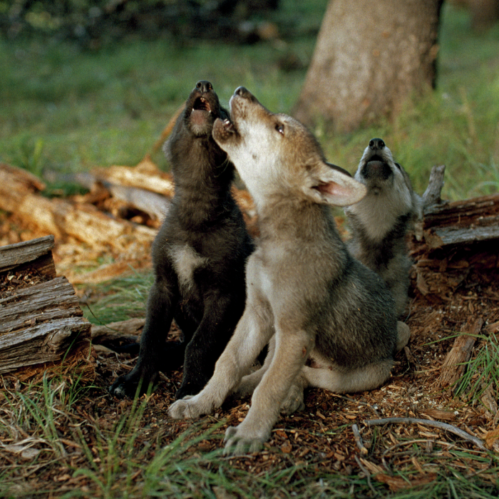 Empower Children to be a Voice for Wolves by Living with Wolves - Indiegogo