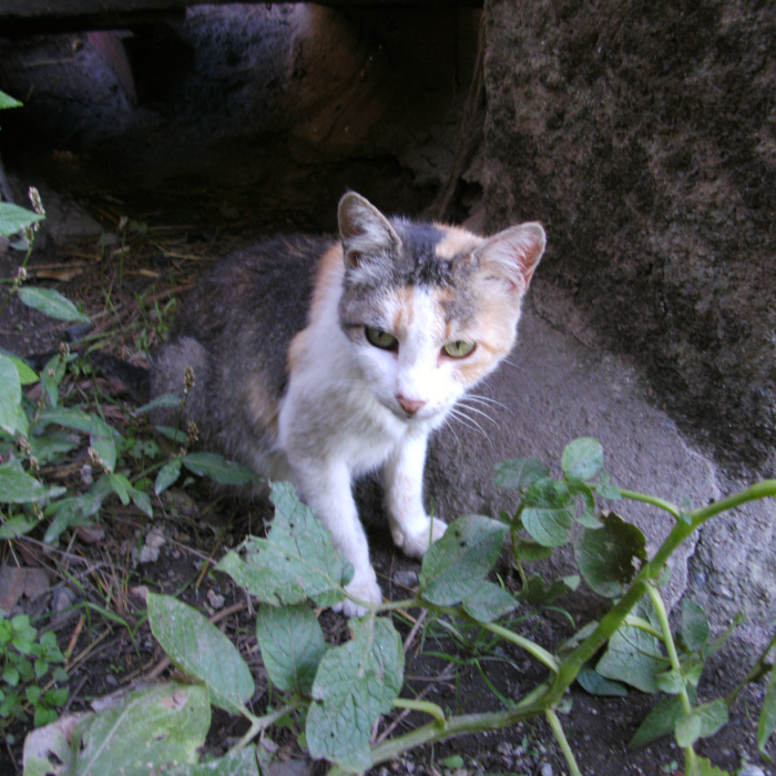 Help! Save abandoned cats in Spain - 4th campaign by Verónica Cela ...