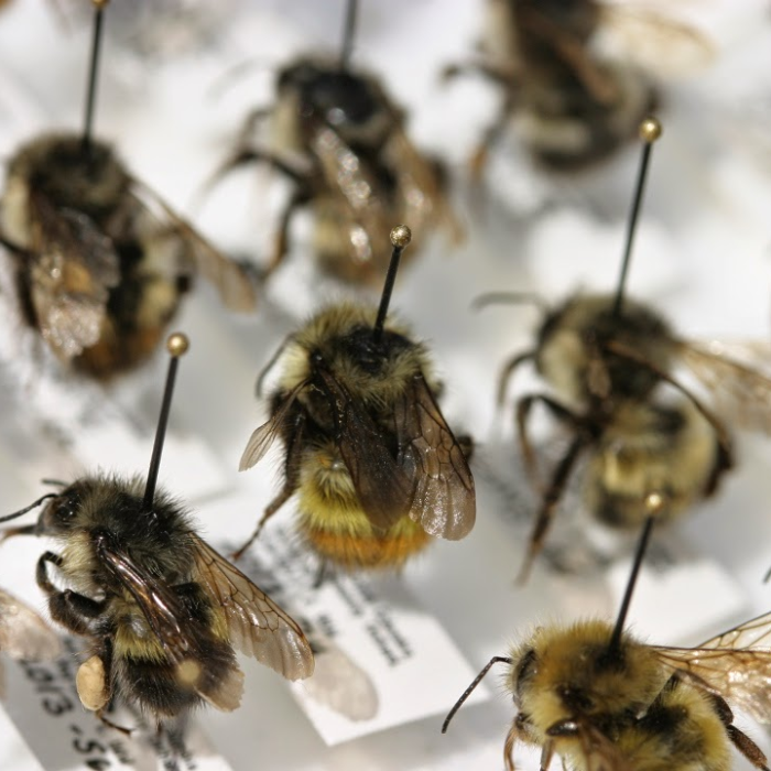 Erin Goes To Bee School! by Erin Udal - Indiegogo