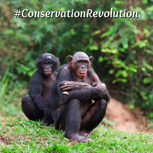 Conservation Revolution to Save Congo Rainforest by Wildlife Works ...