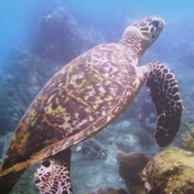 Marine Biology Science,diving,sailing Summer Camp by Christine Bullard ...