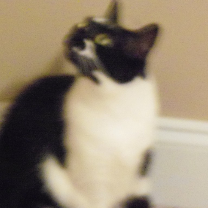 Surgery for Oreo's Broken Jaw by Ronald Vaughn - Indiegogo