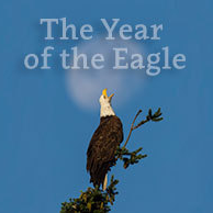 Year Of The Eagle by Kevin Ebi - Indiegogo