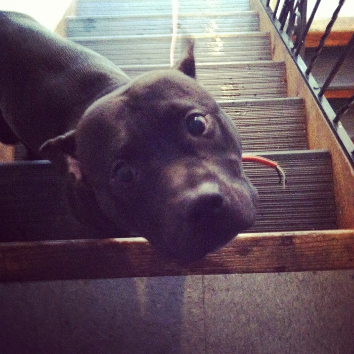 Help! Let's save Bruiser by Olivia Browne - Indiegogo