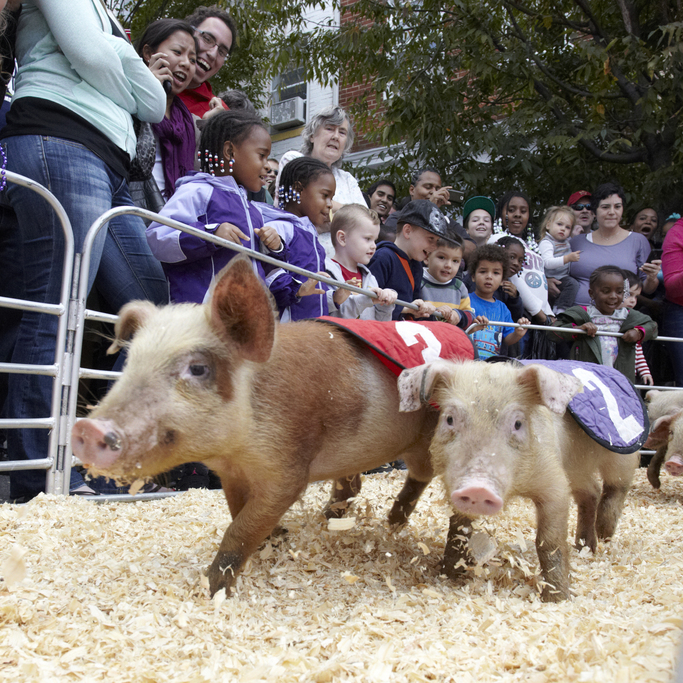 Fund the Pigs at the Pigtown Festival! by Pigtown Main Street - Indiegogo