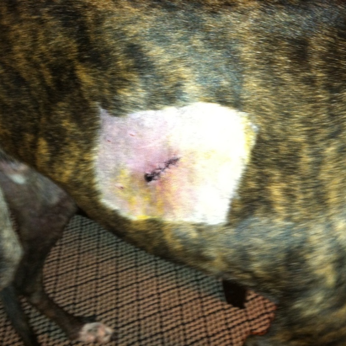 Our Greyhound's Latest Injury by Gena Barney - Indiegogo