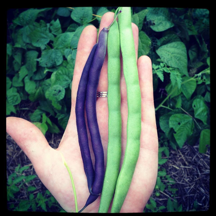 Four Paws Farm goes to school! by Amber Rissman - Indiegogo
