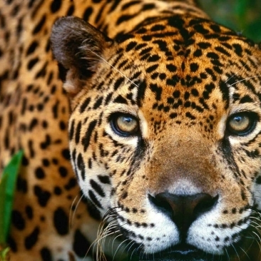 Jaguar Surveys Ecuador by David Nicastro - Indiegogo