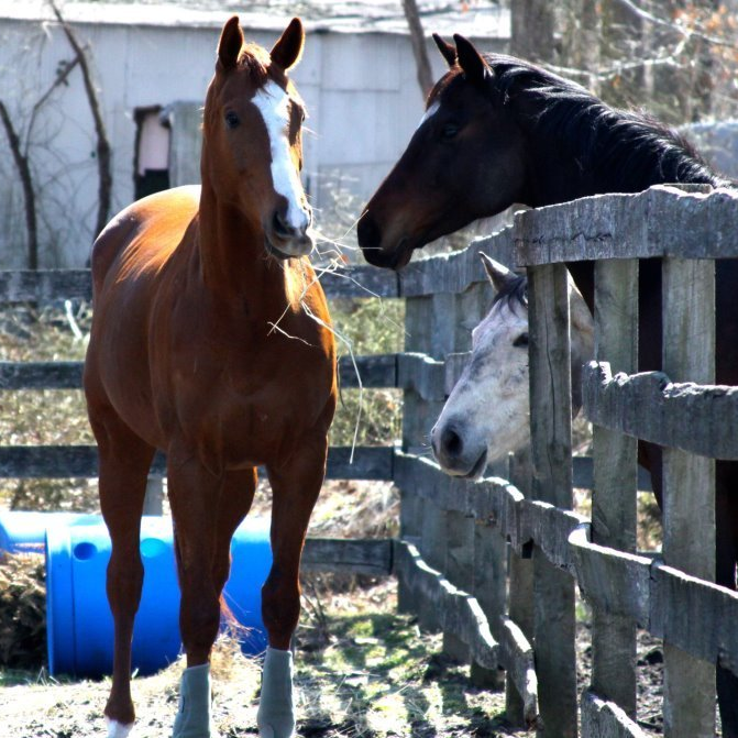 New Beginnings - Thoroughbred Horse Retraining and Adoption by Michelle ...