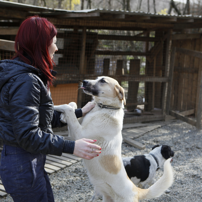 Sochi Dog Rescue by Anna Umansky - Indiegogo