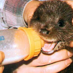 Otter Sanctuary In Scotland by Paul Yoxon - Indiegogo