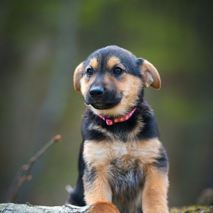 Sochi Animal Rescue by Anna Umansky - Indiegogo