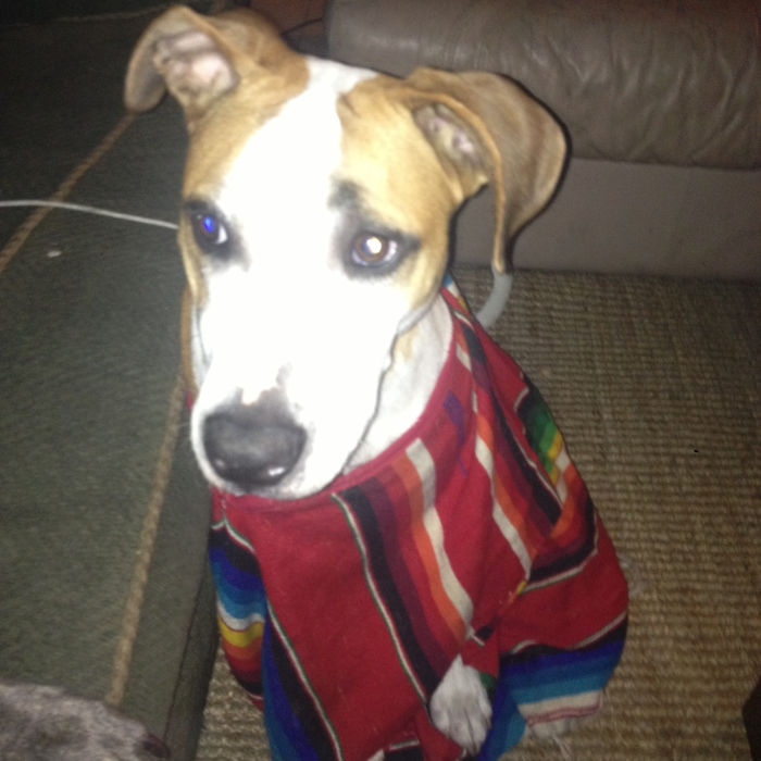 Free Molly Dog by Jesse Nelson - Indiegogo