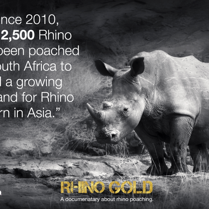 Rhino Gold by Kevin Holmes - Indiegogo