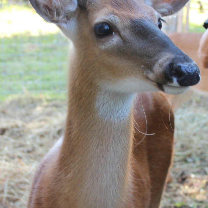 Deer enclosure by Linda Moores - Indiegogo