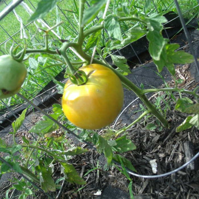 Orange County Community Garden Initiative by Dessica Albertson - Indiegogo