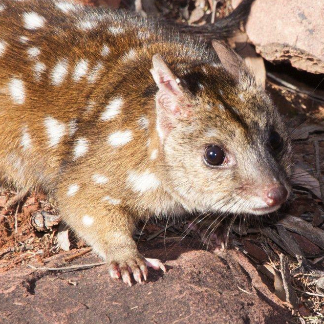 Help save the Western Quoll from extinction by Samantha Kent - Indiegogo