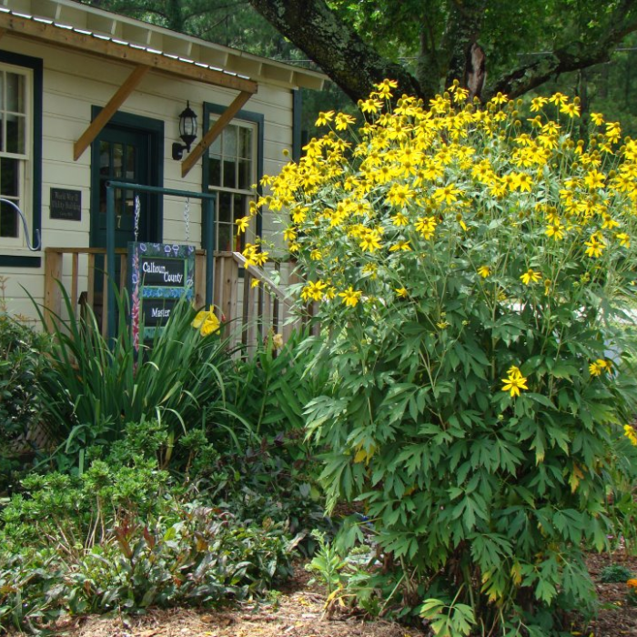Cane Creek Community Gardens by Rachel Brinks - Indiegogo